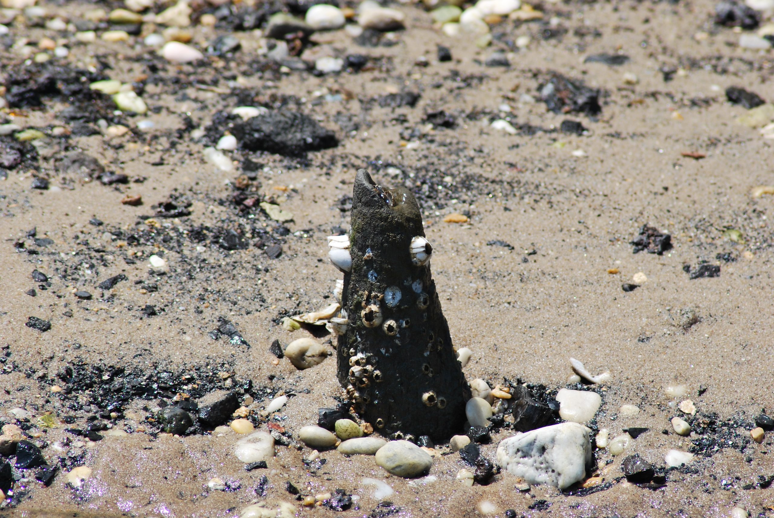 The Adventurous Technologist Barnacle-Bob