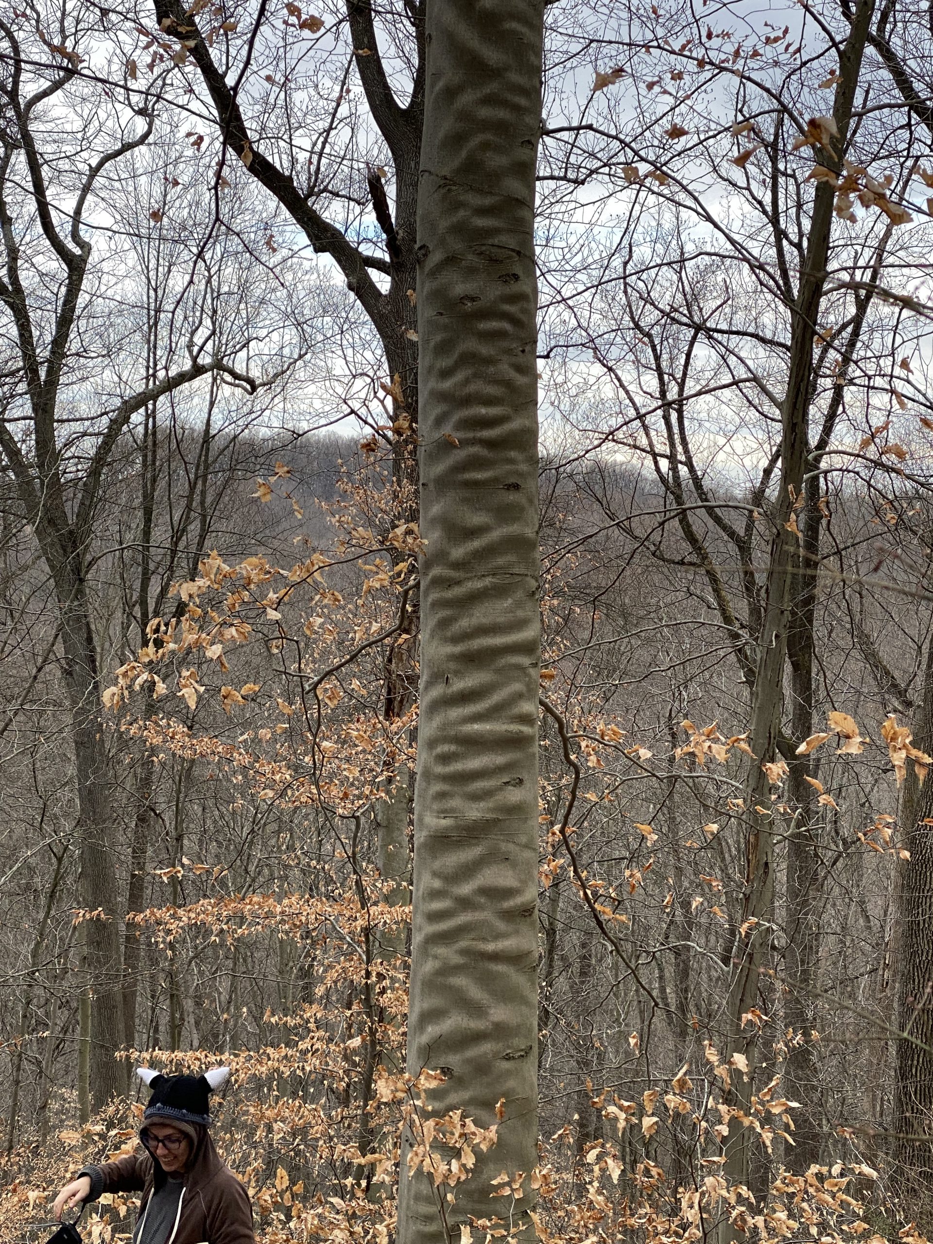 The Adventurous Technologist wavy-tree